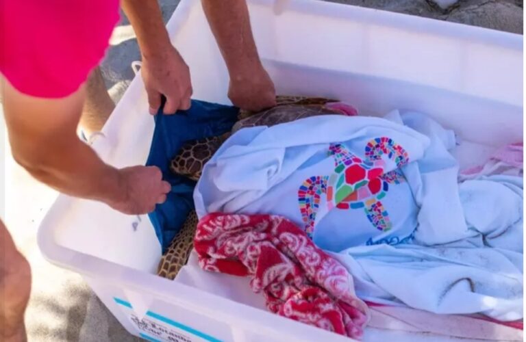Marina di Grosseto: tartaruga Ugo torna in mare. Rimasta ferita in una ...